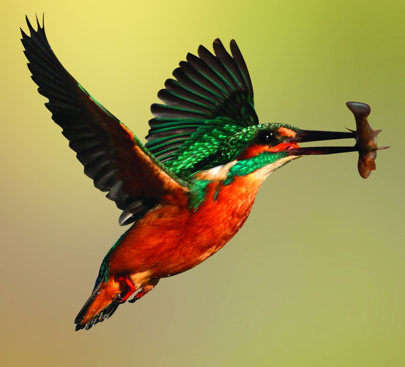 Effortless Excellence ~ Transformation without Trauma - War To Peace®